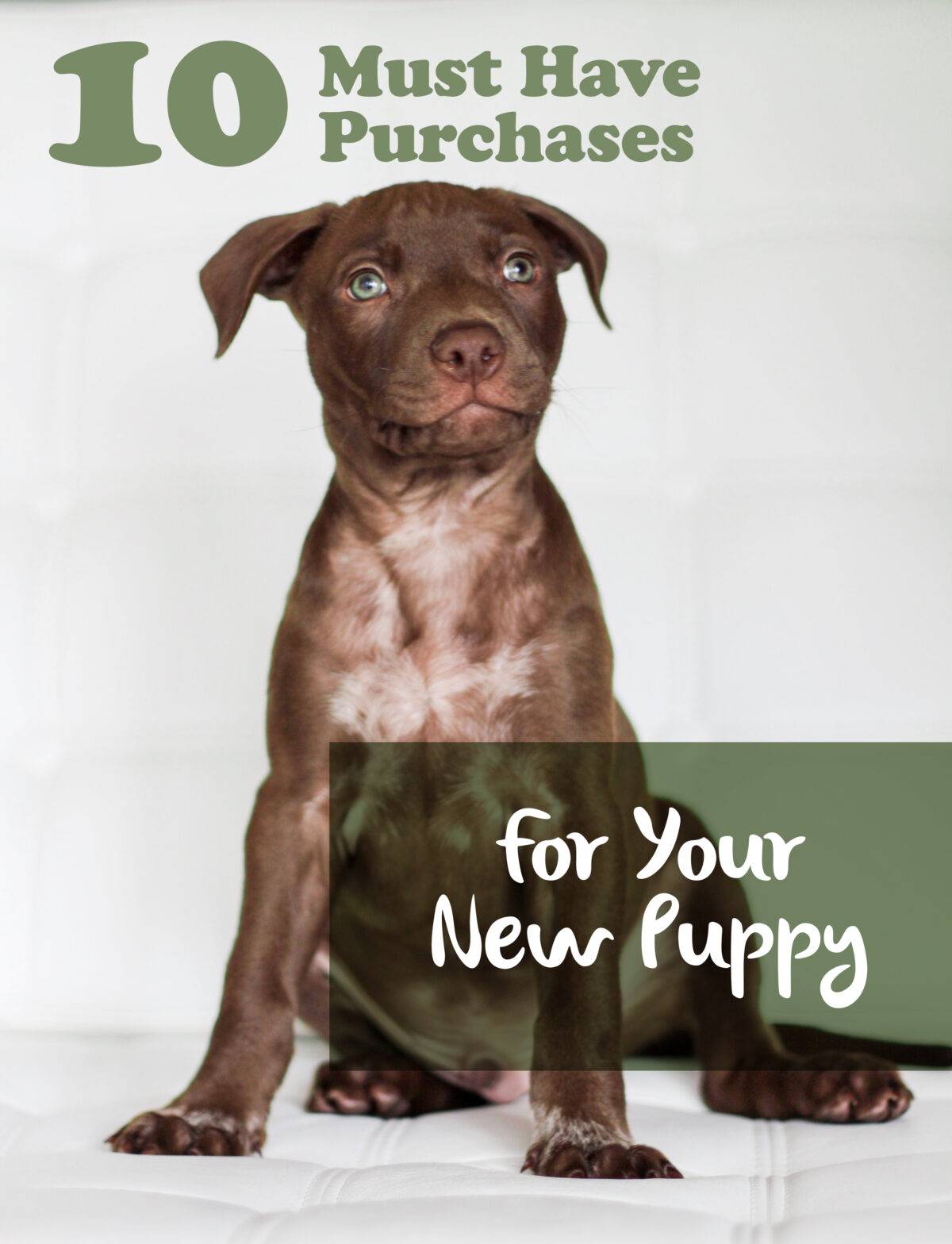 10 Must Have Purchases For Your New Puppy